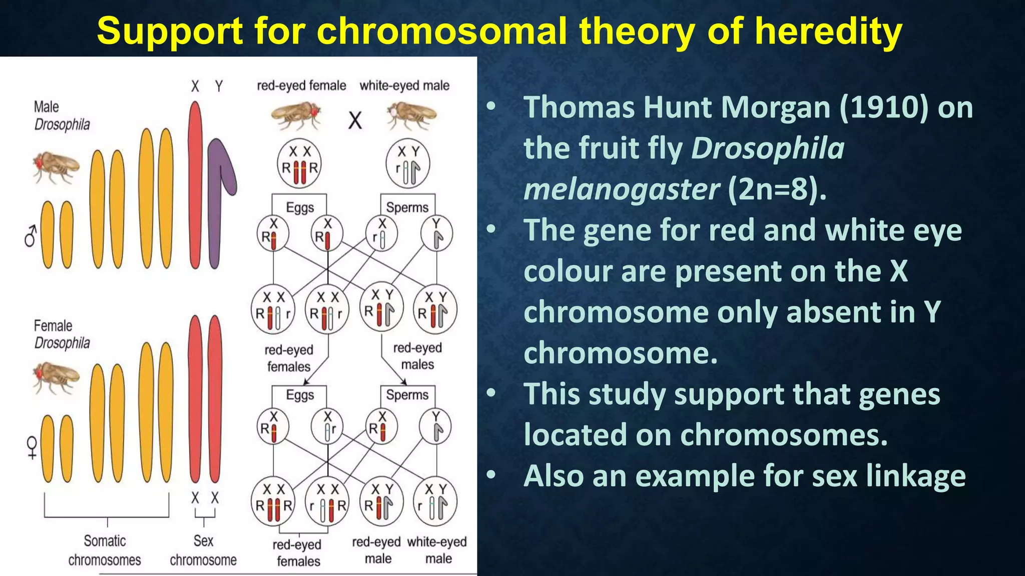 Chapter 3 Chromosomal Basis Of Inheritance Pptx Genetics Science