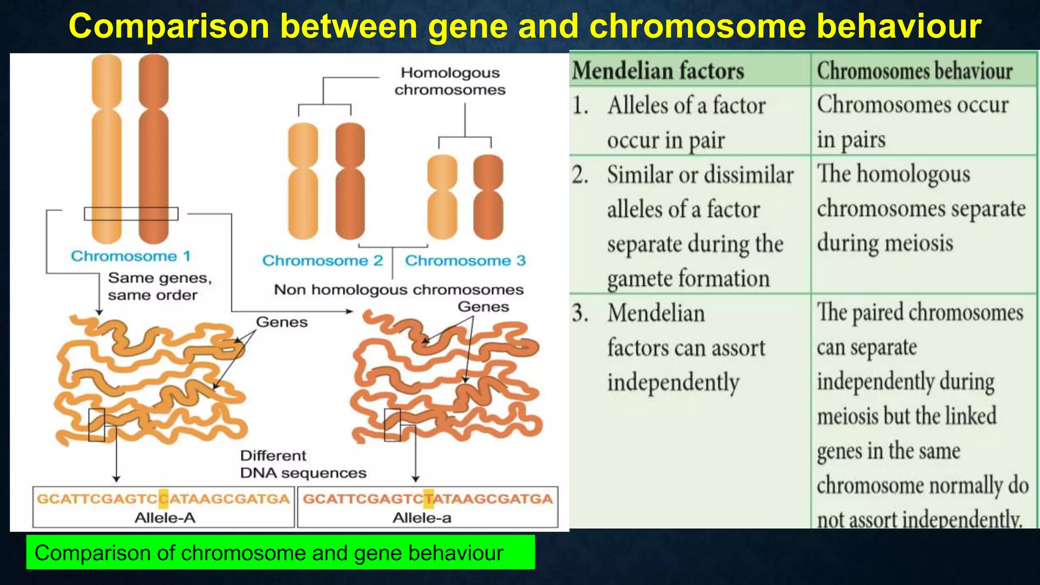 Chapter 3 chromosomal basis of inheritance | PPTX