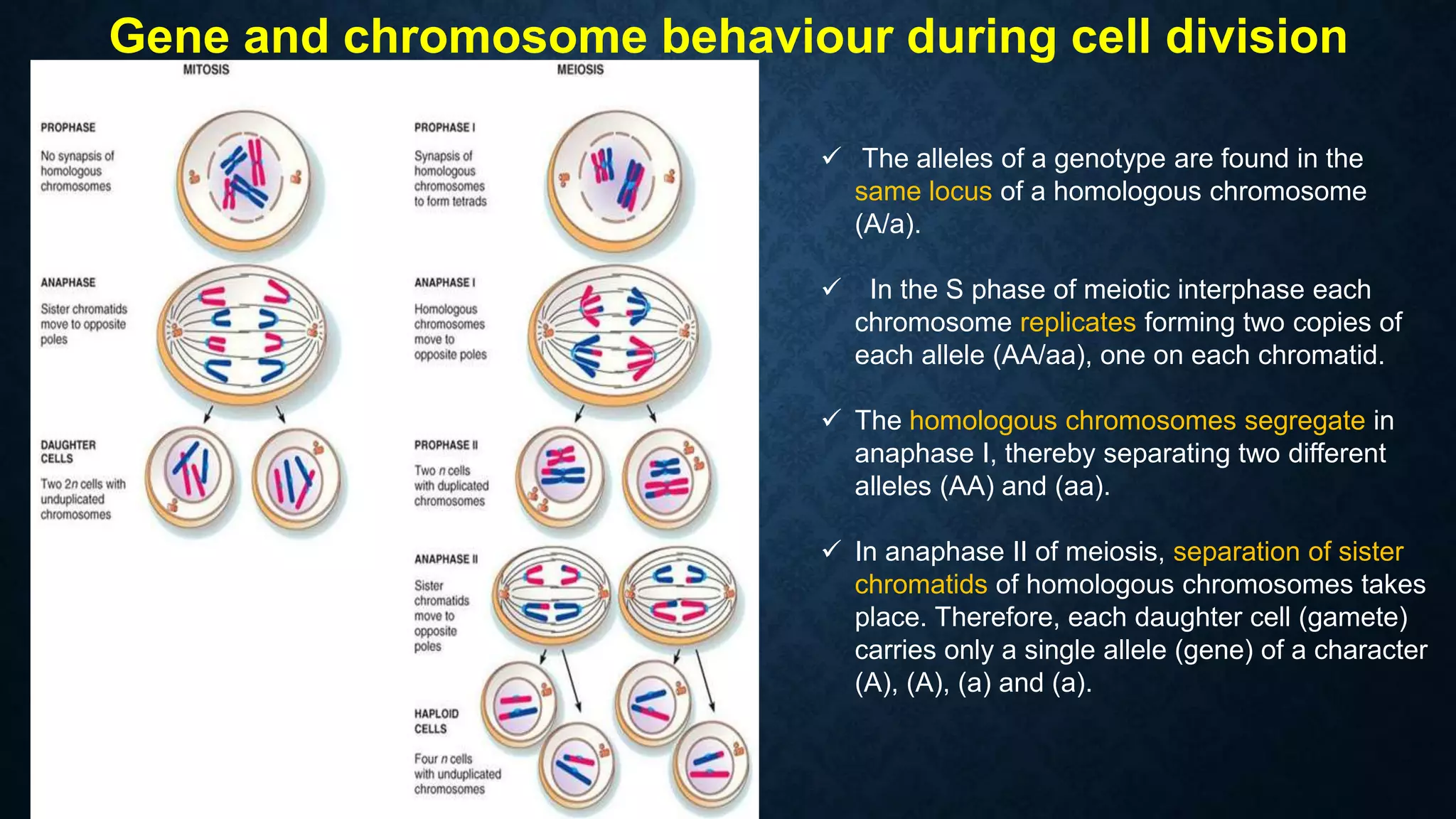 Chapter 3 chromosomal basis of inheritance | PPTX