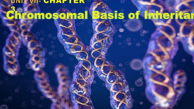 Chapter 3 Chromosomal Basis Of Inheritance Pptx Genetics Science