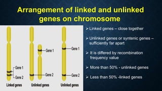 Chapter 3 chromosomal basis of inheritance | PPTX