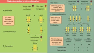 Chapter 3 chromosomal basis of inheritance | PPTX