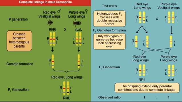 Chapter 3 Chromosomal Basis Of Inheritance Pptx Genetics Science