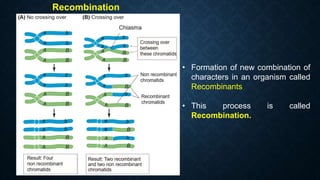 Chapter 3 chromosomal basis of inheritance | PPTX