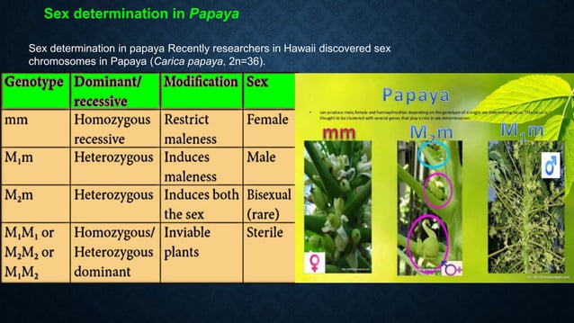 Chapter 3 Chromosomal Basis Of Inheritance Pptx Genetics Science