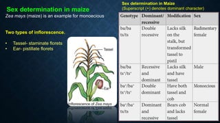 Chapter 3 chromosomal basis of inheritance | PPTX