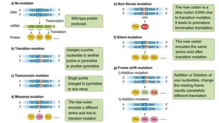 Chapter 3 chromosomal basis of inheritance | PPTX