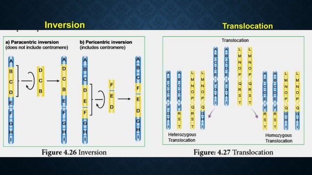 Chapter 3 Chromosomal Basis Of Inheritance Pptx Genetics Science