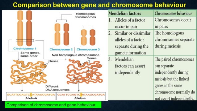 Chapter 3 chromosomal basis of inheritance | PPTX | Genetics | Science