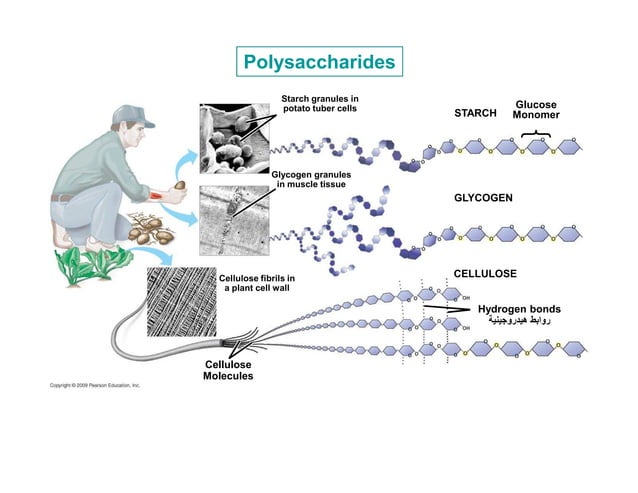 Chapter 3 [compatibility mode] | PPT