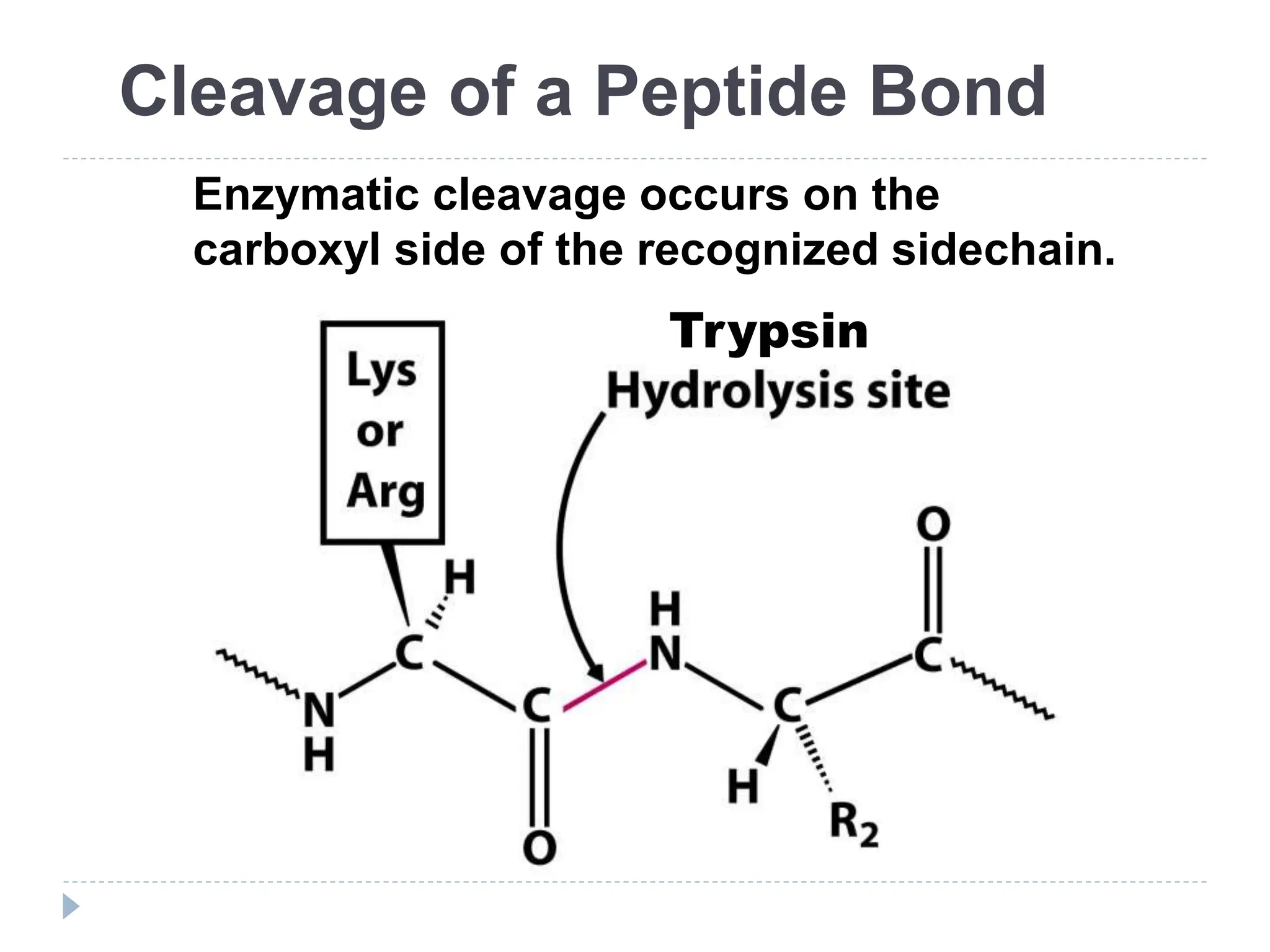 Chapter 3 Enzyme Mode of Action How enzyme works.pptx