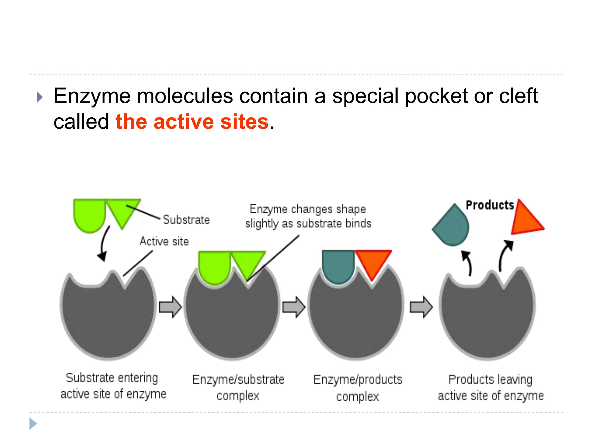 Chapter 3 Enzyme Mode of Action How enzyme works.pptx