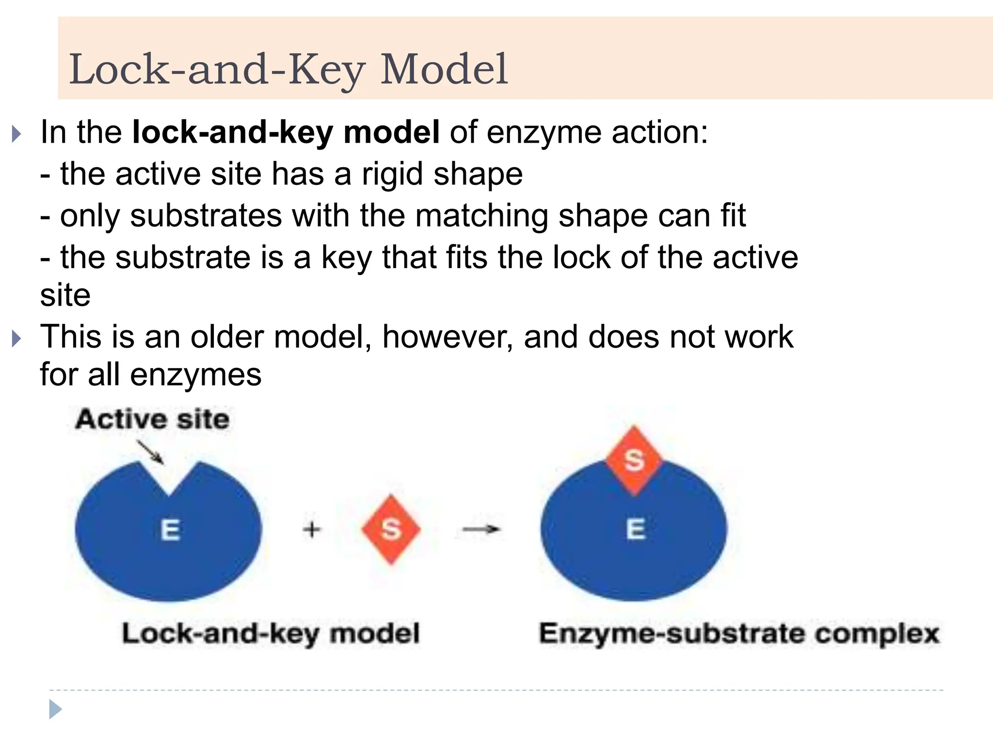 Chapter 3 Enzyme Mode of Action How enzyme works.pptx