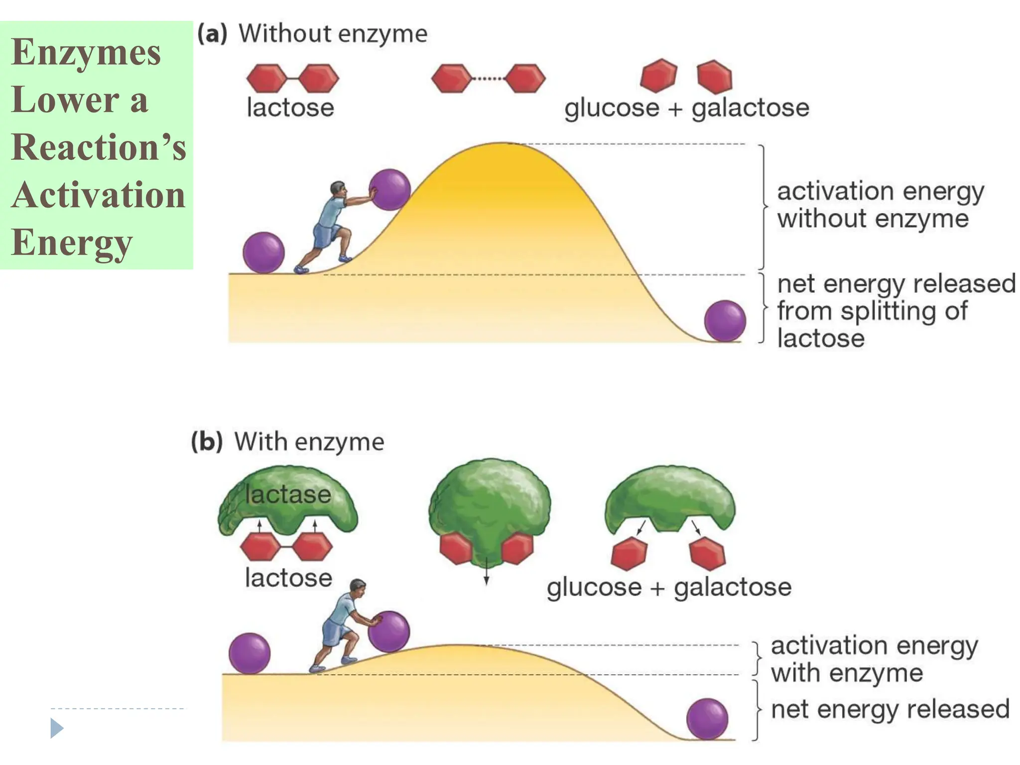 Chapter 3 Enzyme Mode of Action How enzyme works.pptx