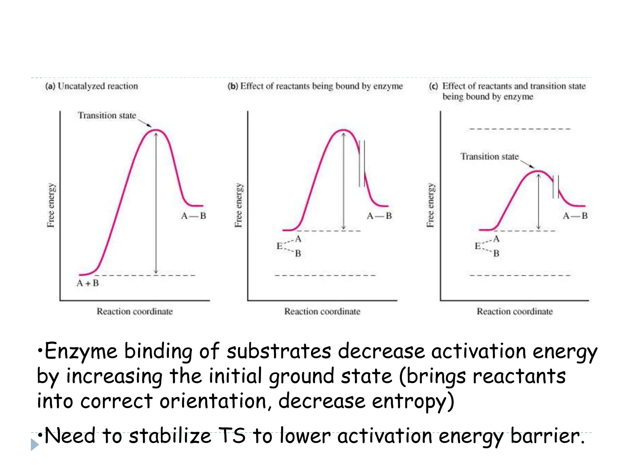 Chapter 3 Enzyme Mode of Action How enzyme works.pptx