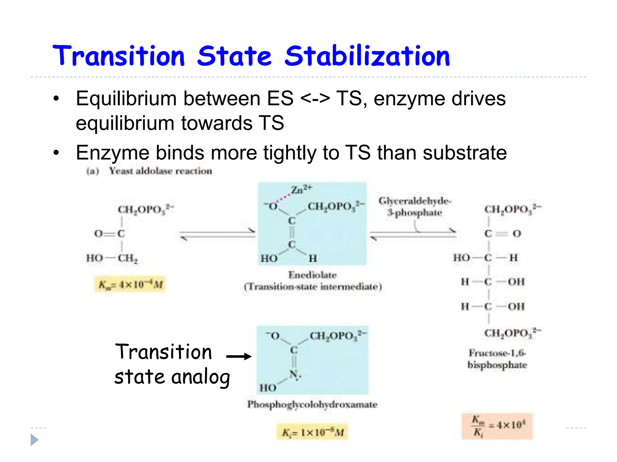 Chapter 3 Enzyme Mode of Action How enzyme works.pptx