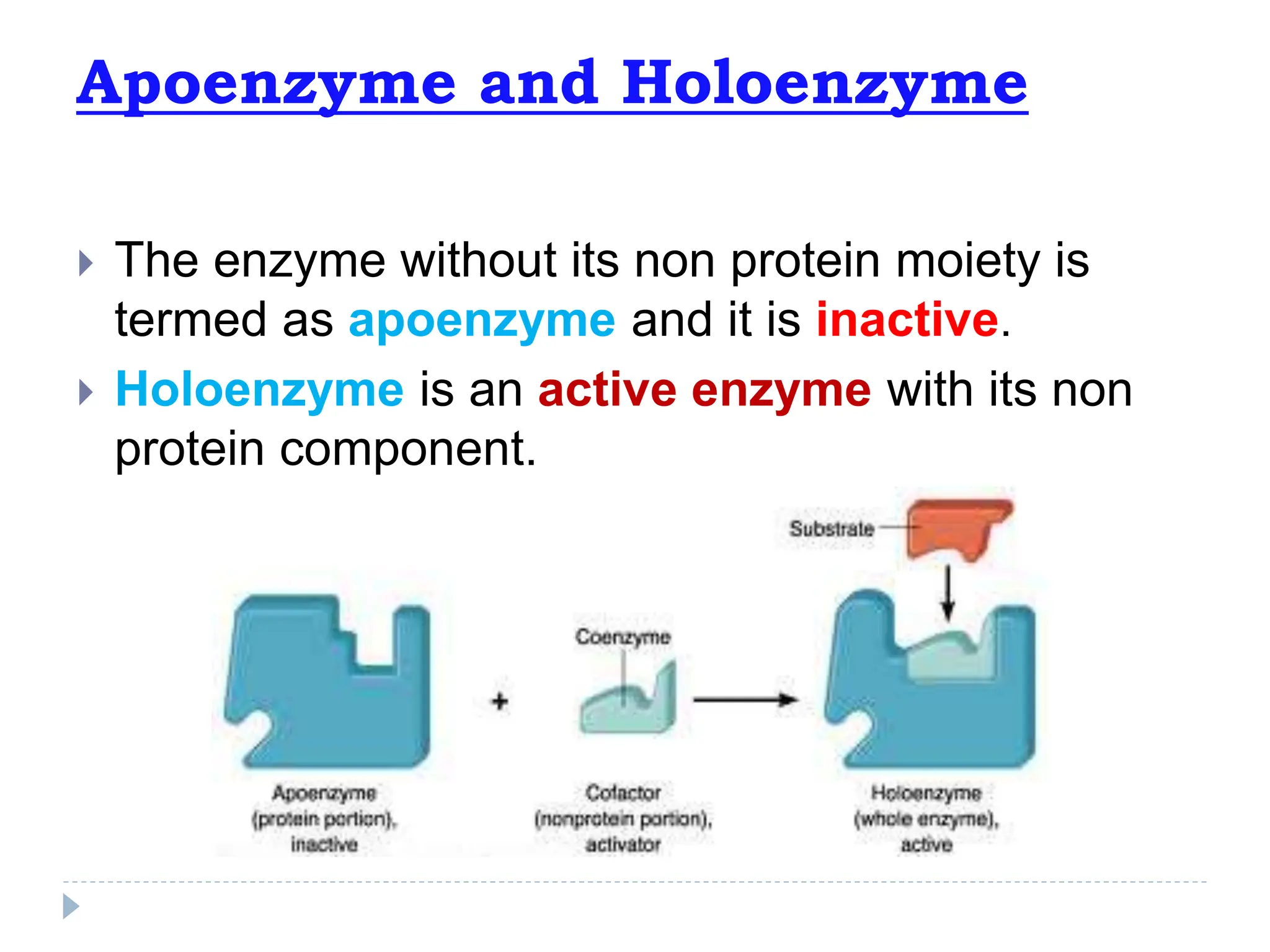 Chapter 3 Enzyme Mode of Action How enzyme works.pptx | Chemistry | Science