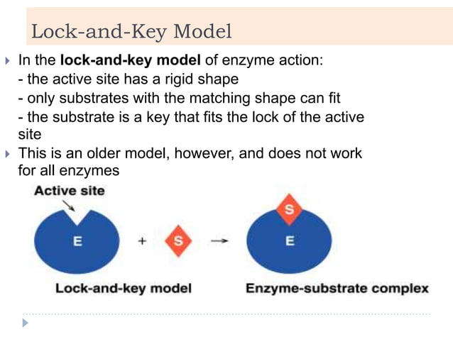 Chapter 3 Enzyme Mode of Action How enzyme works.pptx | Chemistry | Science