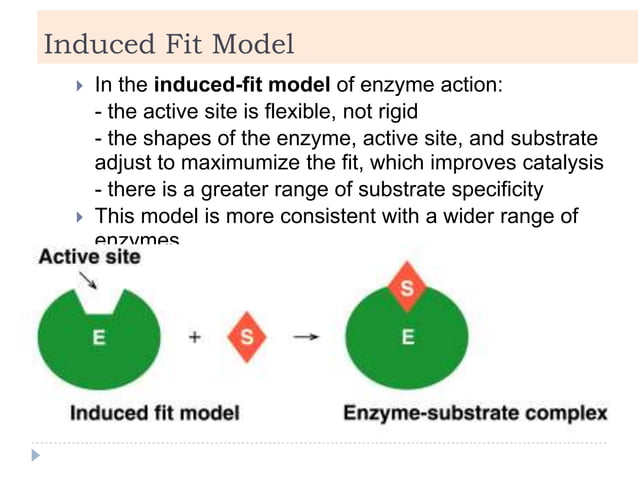 Chapter 3 Enzyme Mode of Action How enzyme works.pptx | Chemistry | Science