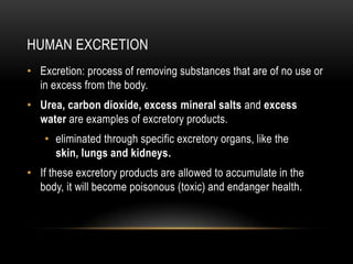 Chapter 3 excretion | PPT