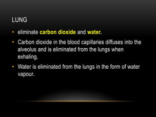 Chapter 3 excretion | PPT