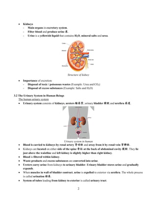 Chapter 3 Excretion | PDF