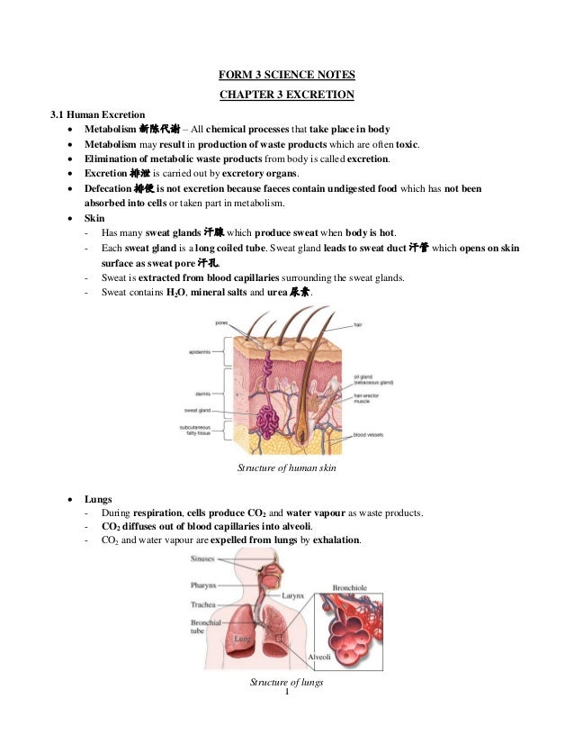 Igcse Biology 2i Excretion Humans