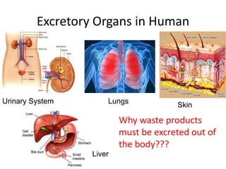 PMR Form 3 Science Chapter 3 Excretory system | PPTX