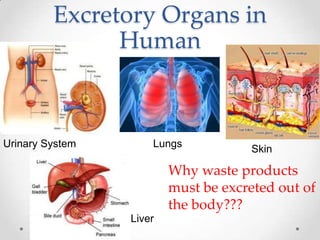 Form 3 PMR Science Chapter 3 Excretory System | PPTX