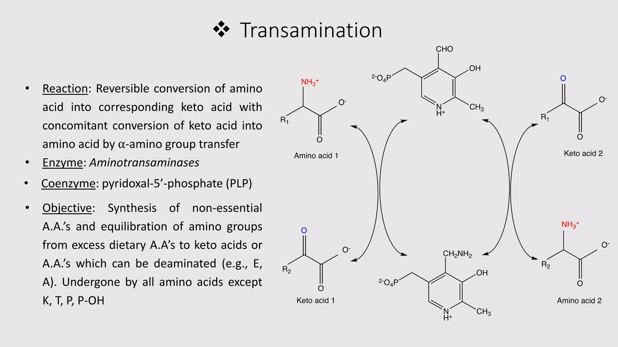 Amino Acid Metabolism | PPTX