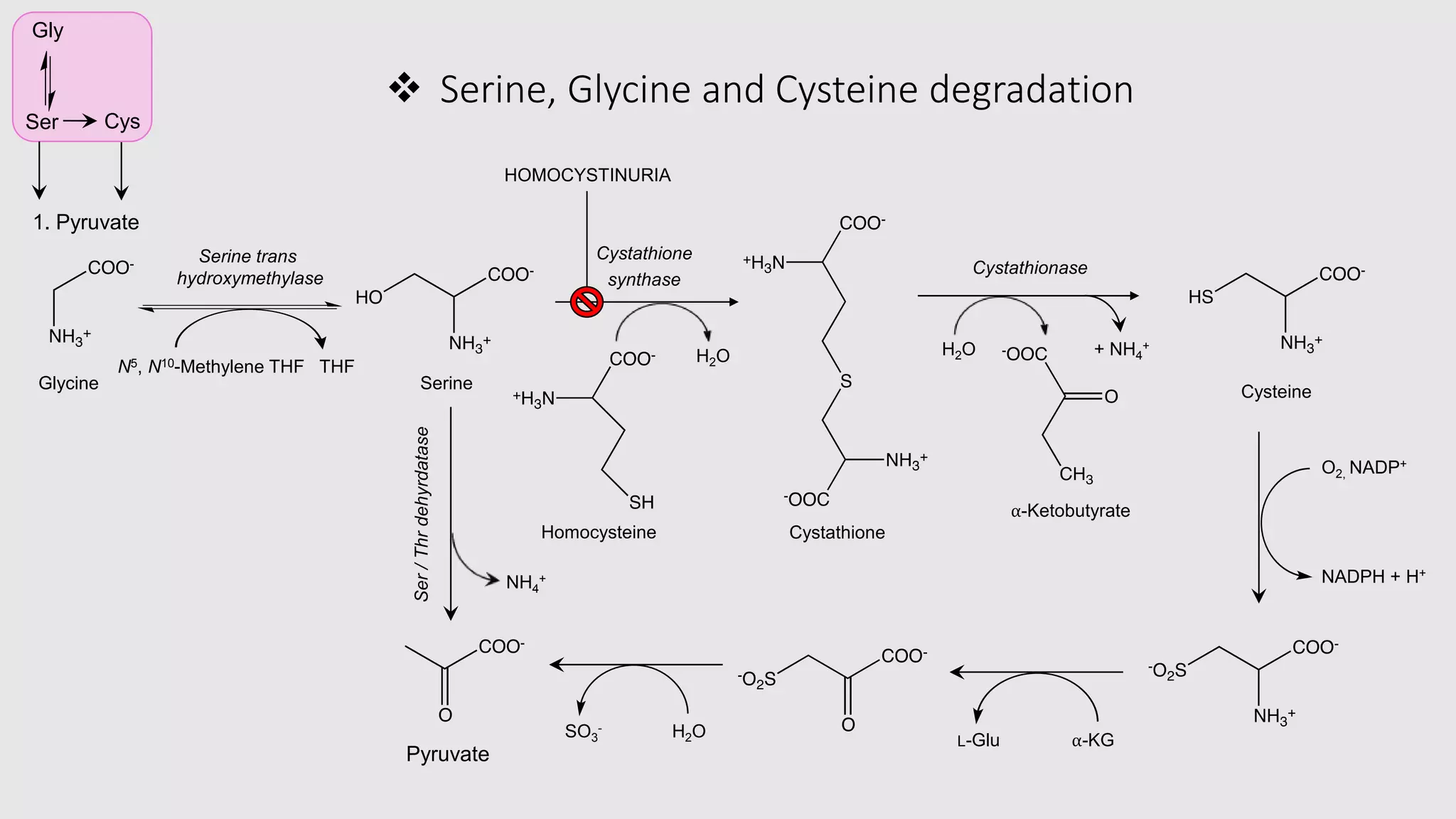 Amino Acid Metabolism | PPTX