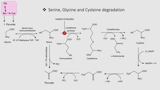 Amino Acid Metabolism | PPTX