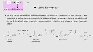 Amino Acid Metabolism | PPTX