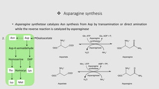 Amino Acid Metabolism | PPTX