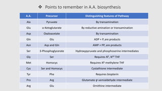 Amino Acid Metabolism | PPTX
