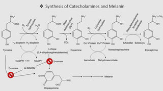 Amino Acid Metabolism | PPTX