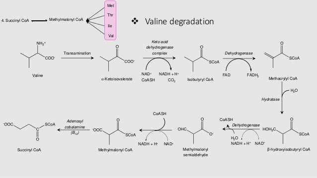 Amino Acid Metabolism