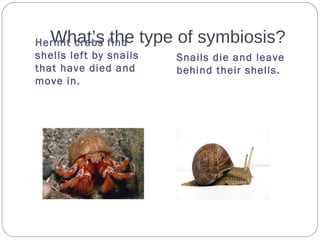 Chapter 3 good buddies! final | PPT