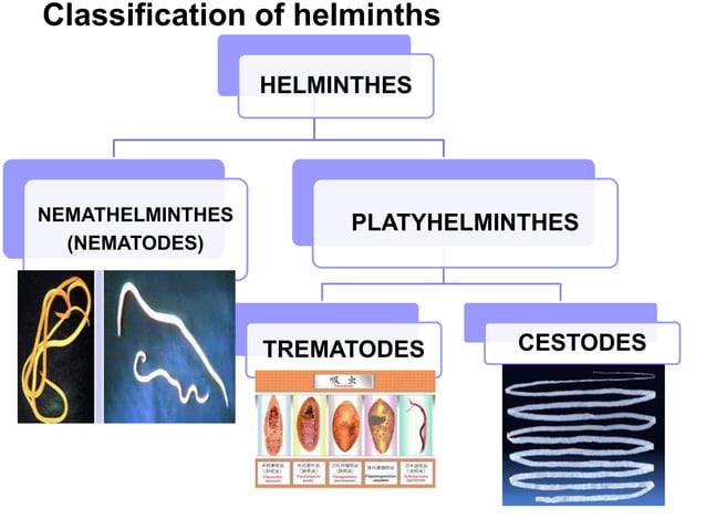 Helminthes | PPT