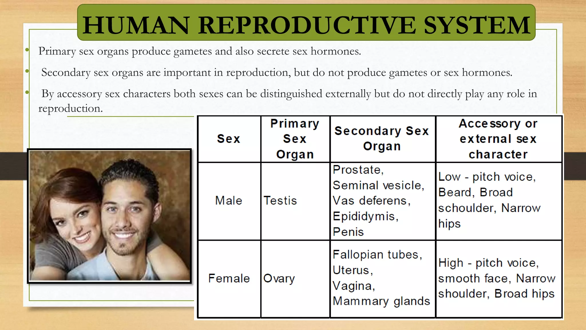 Chapter 3 human reproduction | PPTX