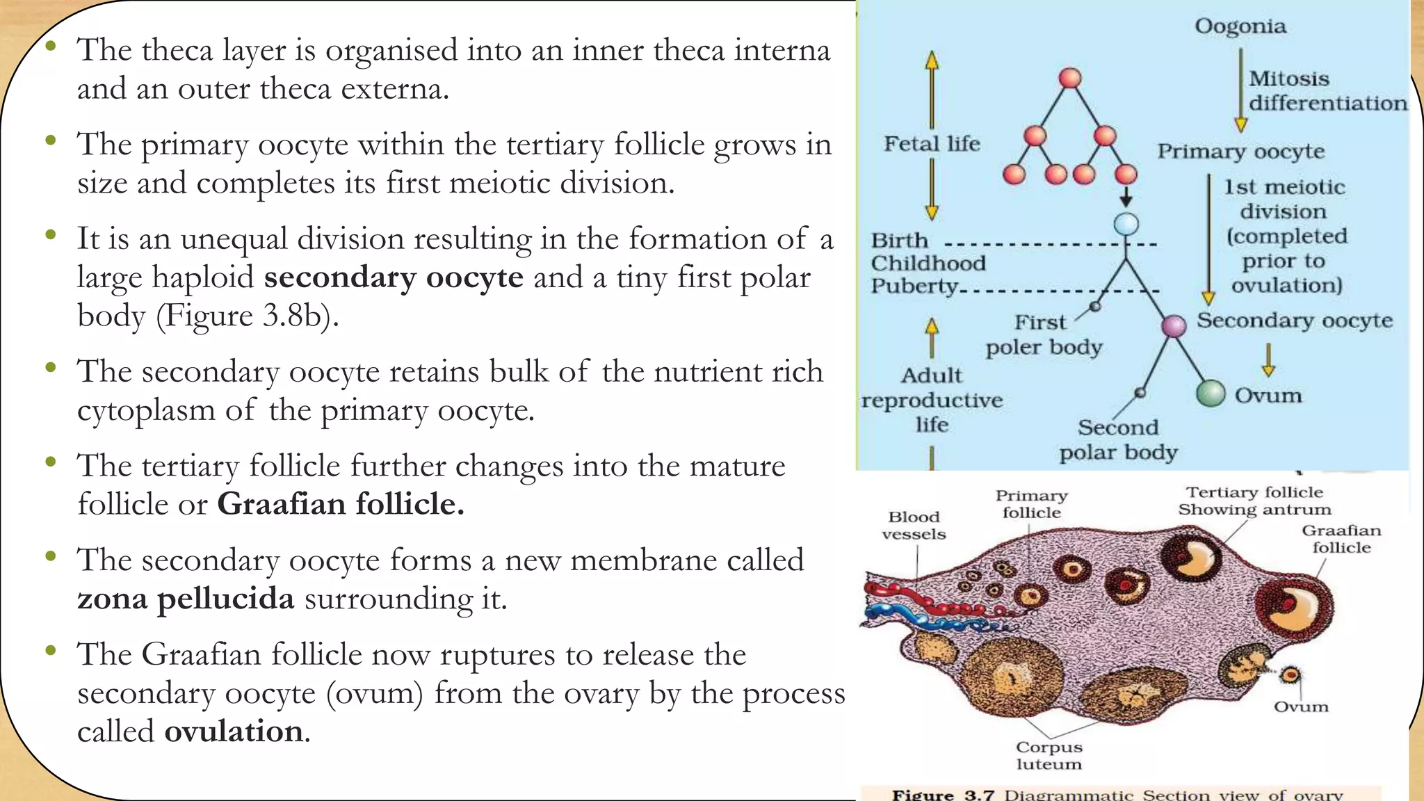 Chapter 3 human reproduction | PPTX