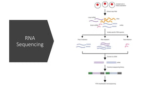 Transcriptomics(Microarray: Chip and Image Analysis).pptx