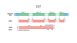 Transcriptomics(Microarray: Chip and Image Analysis).pptx