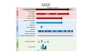 Transcriptomics(Microarray: Chip and Image Analysis).pptx