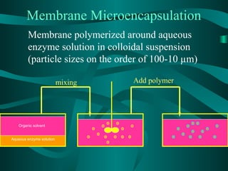 Chapter 3 immobilized enzymes | PPT
