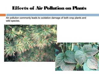Chapter 3 impact of air pollution | PPT