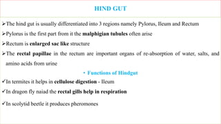 Chapter 3 Internal structure and function of insects.pptx