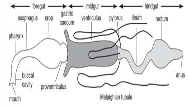 Chapter 3 Internal structure and function of insects.pptx