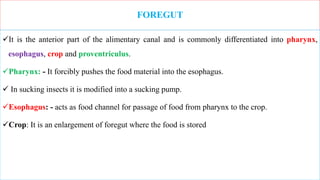 Chapter 3 Internal structure and function of insects.pptx