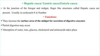 Chapter 3 Internal structure and function of insects.pptx